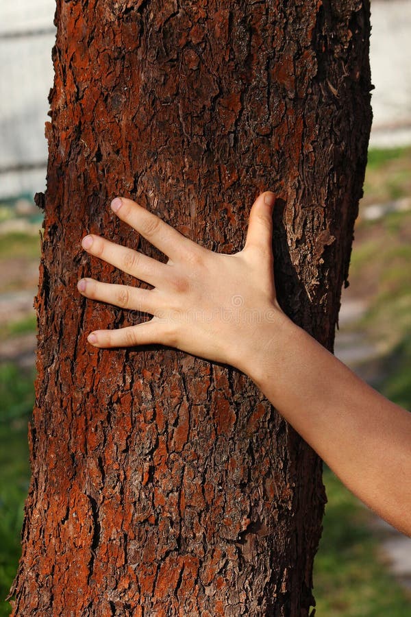 Human Hand on the Tree Bark Stock Image - Image of close, care: 40242603