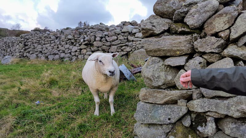 Sheep stock photo. Image of district, sheep, wool, corral - 102661992