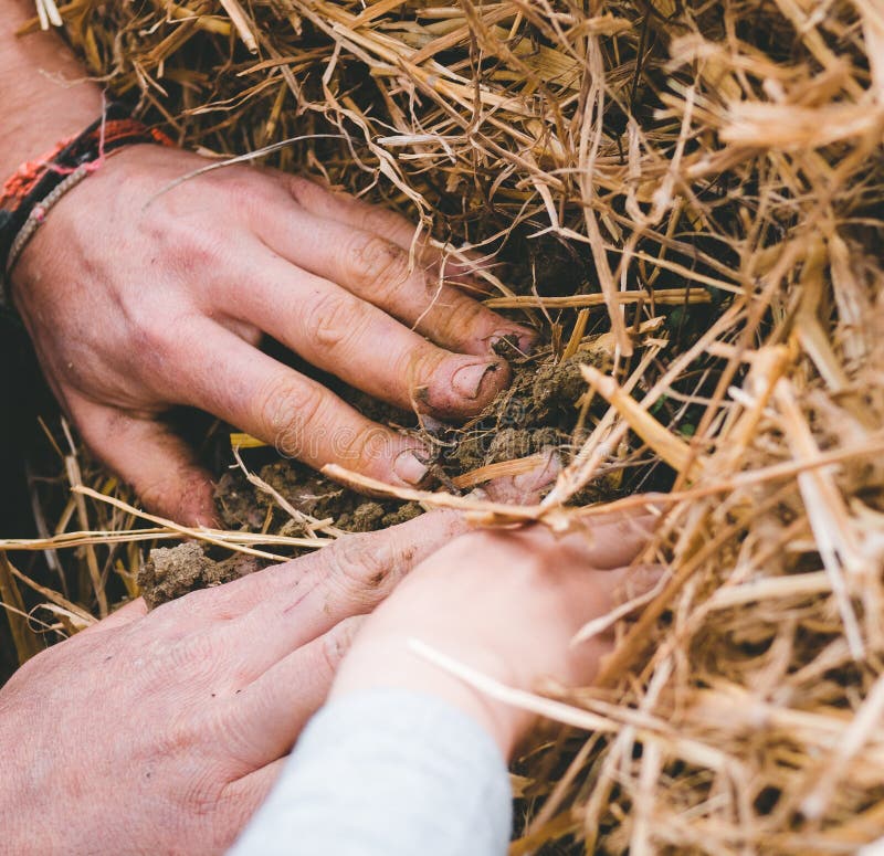 Human Hands Digging and Looking for Something in the Pile of Dry ...
