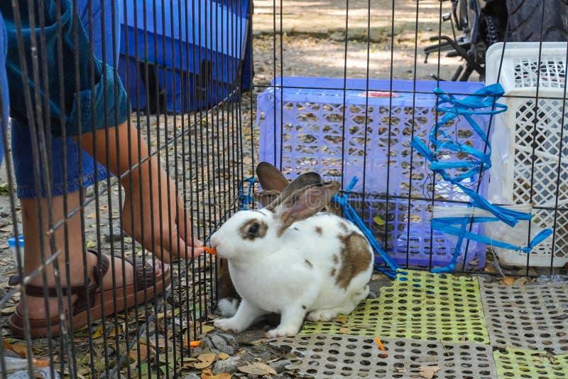 Human Hands Feeding Rabbits at the Animal Market Stock Image - Image of ...
