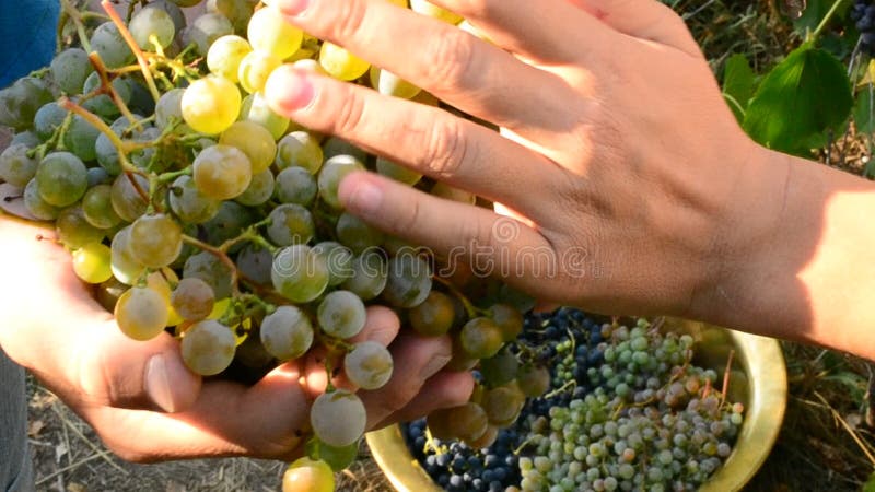 Gathering Grape Season, Man Picking Grape in Vineyard Stock Footage ...