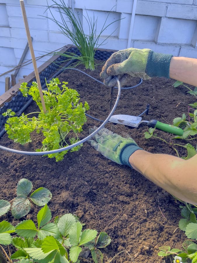 Human Hands in Gloves Plant Parsley Seedlings in the Ground Stock Image ...