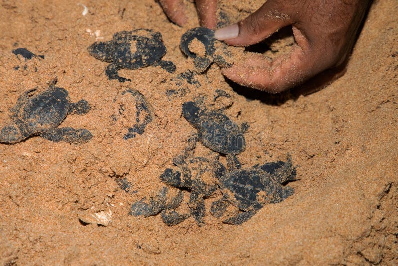 Human Hands Hold Newborn Sea Turtle Babies in Sand Stock Image - Image ...