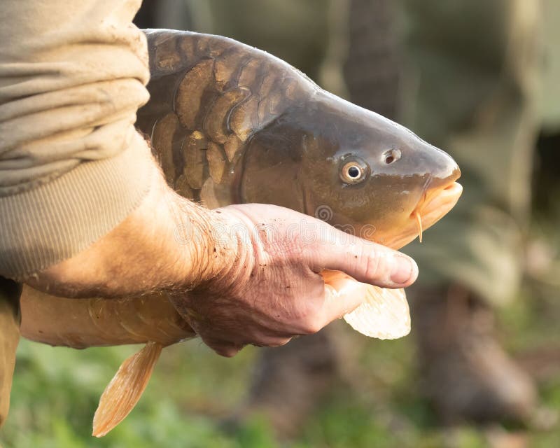 16,374 Human Fish Stock Photos - Free & Royalty-Free Stock Photos from ...