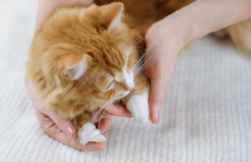 Human Hands Holding a Paw of Cat. Tender Love and Friendship between ...