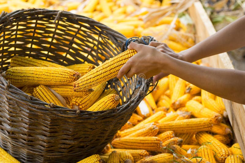 Human hands holding corn stock image. Image of caucasian - 60681949