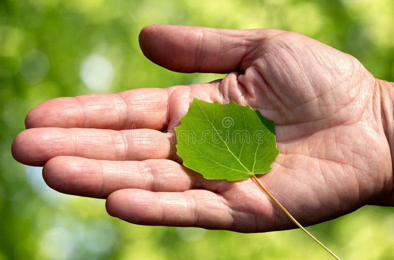 Human Hands Holding Green Young Leaf Stock Photo - Image of green ...