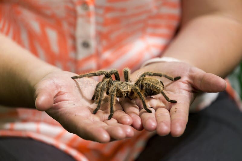 Pet stock photo. Image of blooded, constrictor, snake - 2963600