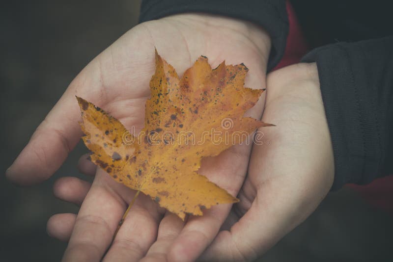 Human Hands Holding a Leaf, at Fall Stock Image - Image of person, park ...