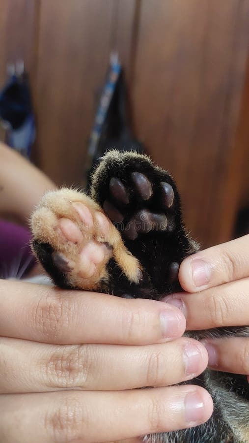 Human Hands Holding a Pair of Cat Cute Paws Stock Photo - Image of ...