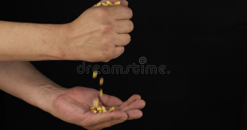 Human Hands Holding and Pouring Heap of Rice Seed in the Palm. Stock ...