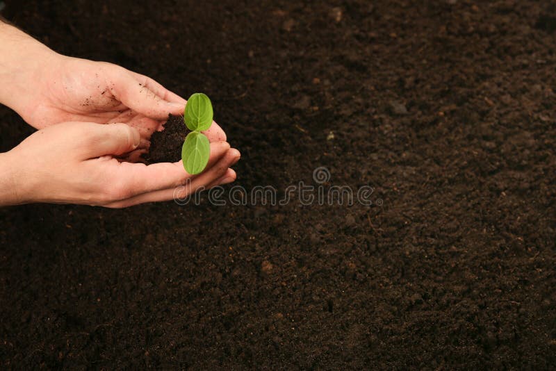 Human Hands Holding Sprouted Plant Over the Soil Top View Stock Photo ...