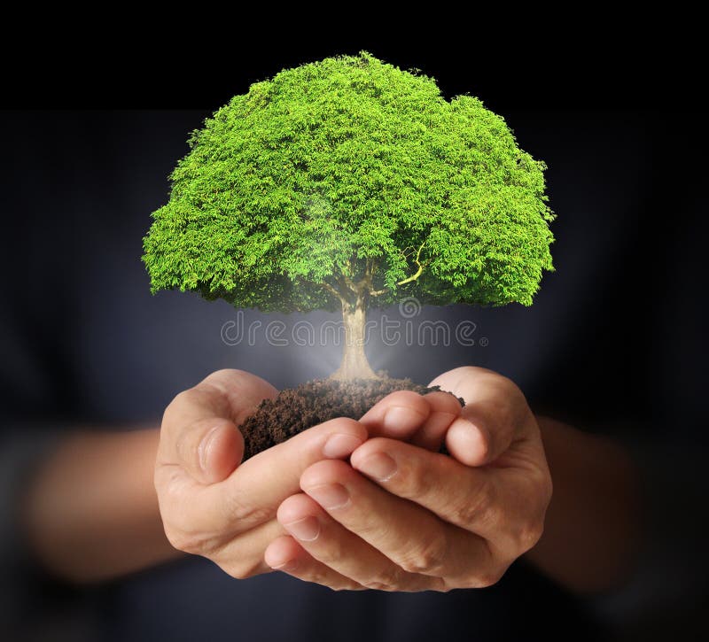 Human Hands Holding Tree Sprout Stock Image - Image of concept ...
