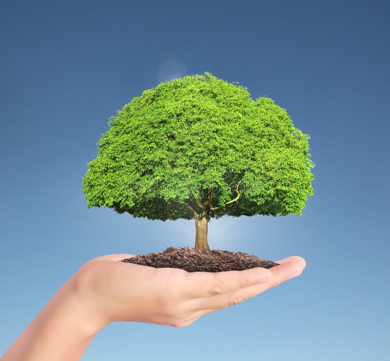 Human Hands Holding Tree Sprout Stock Image - Image of tree, plant ...