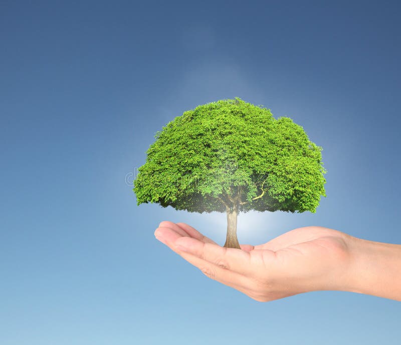 Human Hands Holding Tree Sprout Stock Image - Image of agriculture ...