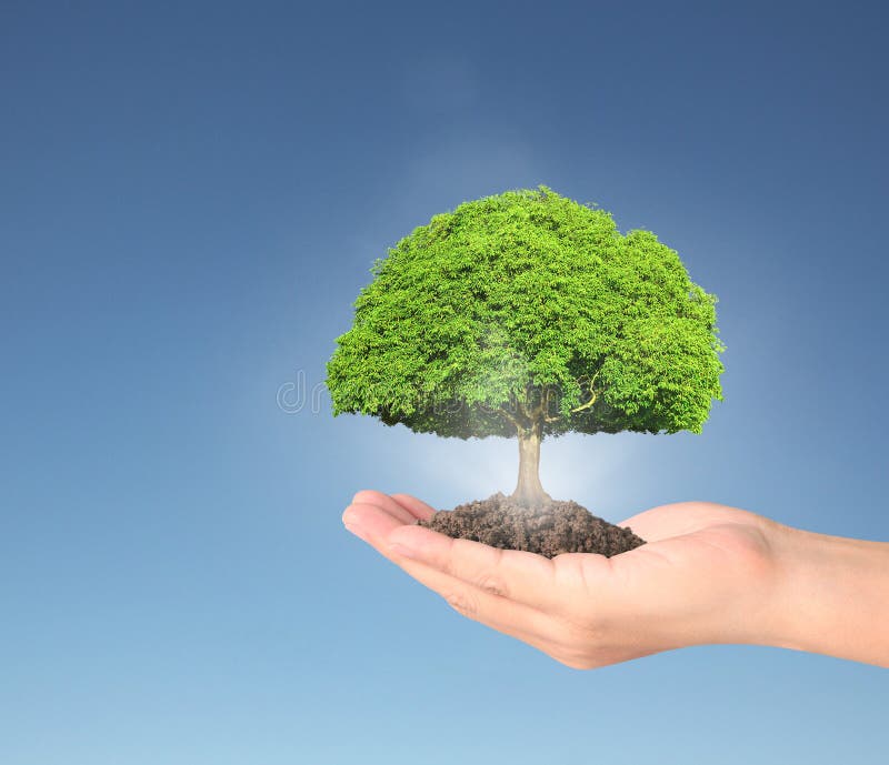 Human Hands Holding Tree Sprout Stock Photo - Image of hand ...