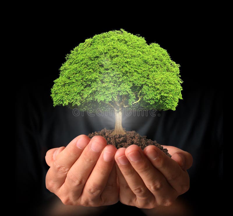 Human Hands Holding Tree Sprout Stock Photo - Image of green, concept ...