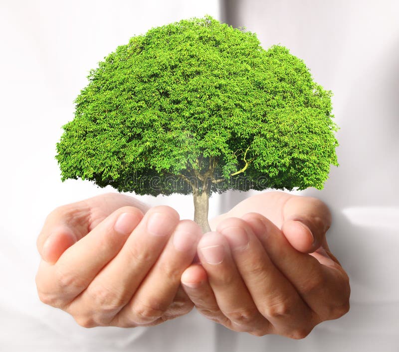 Human Hands Holding Tree Sprout Stock Photo - Image of seedling, care ...