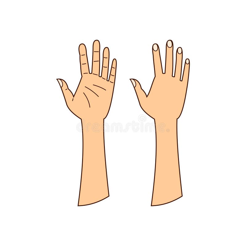 Human Hands, Isolated Linear Illustration, Human Body Parts Isolated ...