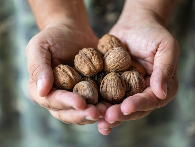 Human Hands Joined and Holding Nuts in Palms Stock Image - Image of ...