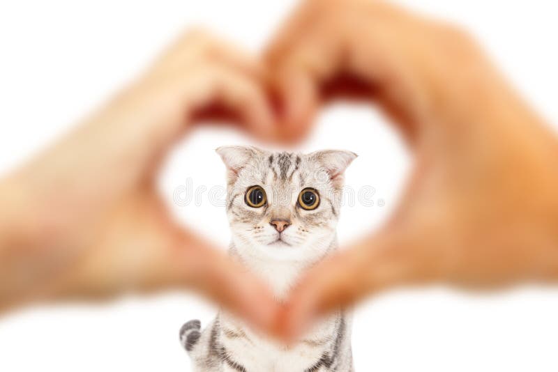 Human Hands Make Heart Shape and Cute Cat Stock Image - Image of heart ...