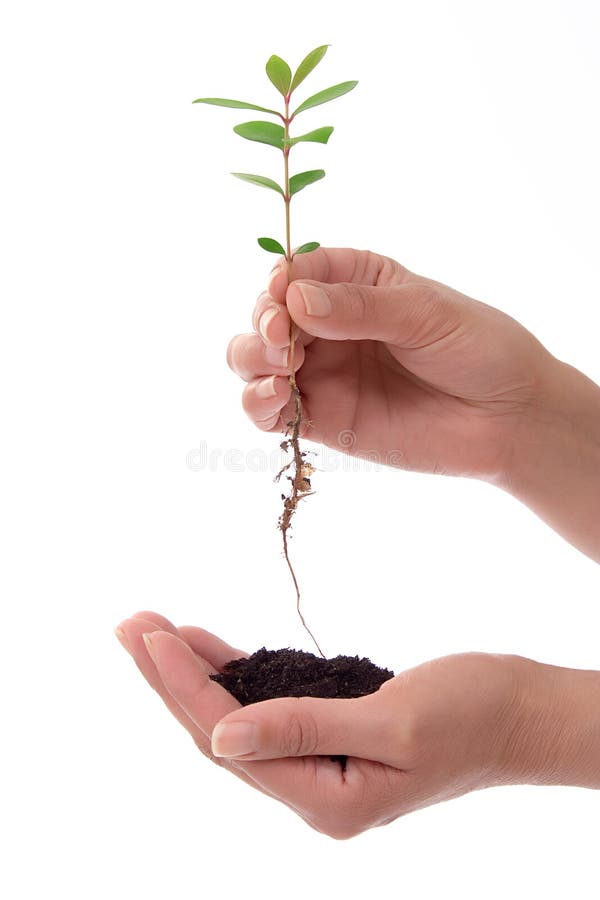 Human hands holding plant stock image. Image of nature - 2569295