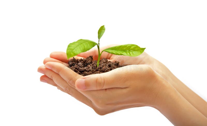 Human hands and plant stock photo. Image of ideas, color - 32066372