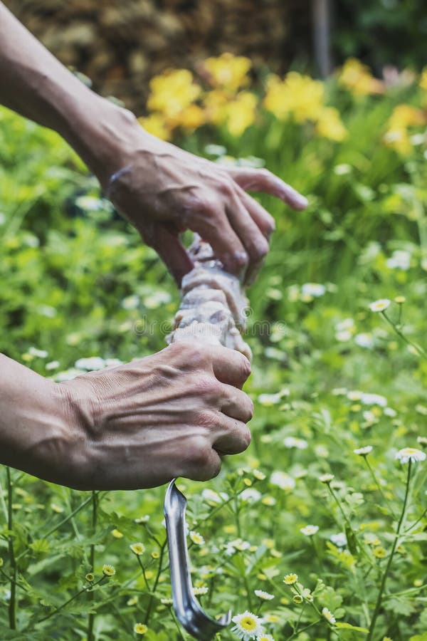 Human Hands There with Meat Skewer Stock Image - Image of human, hands ...