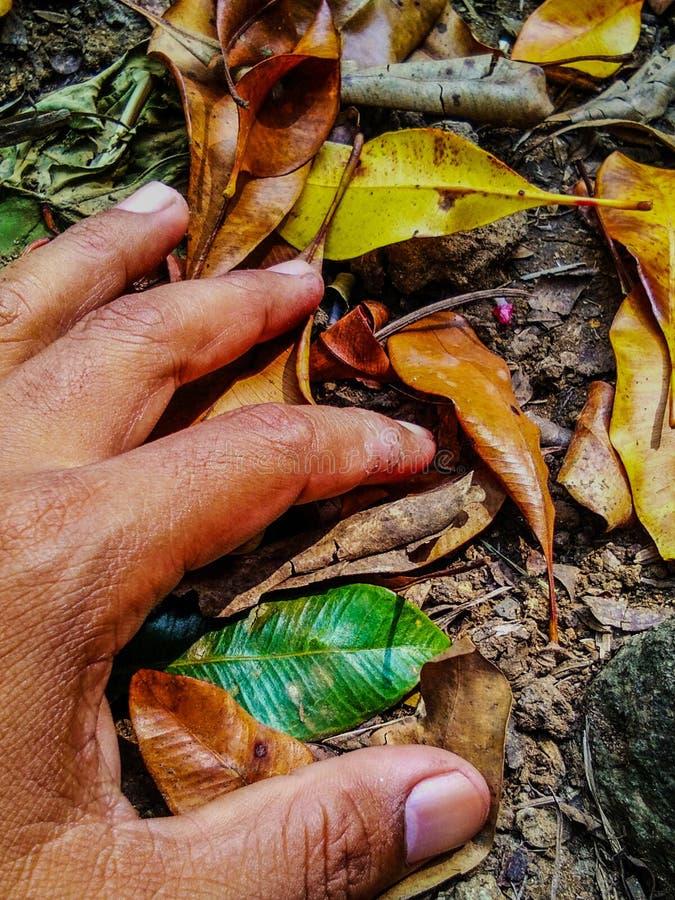 Human Hands Touch Some Leaves that Fall from the Tree Stock Photo ...