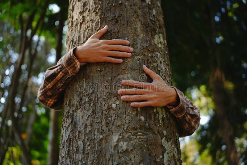 Human Hands Touching Tree Green Forest in Tropical Woods, Hug Tree or ...
