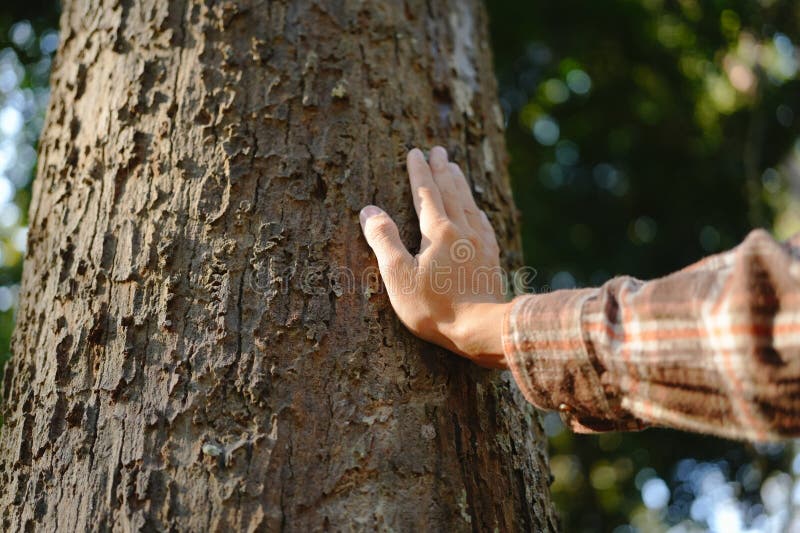 Human Hands Touching Tree Green Forest in Tropical Woods, Hug Tree or ...