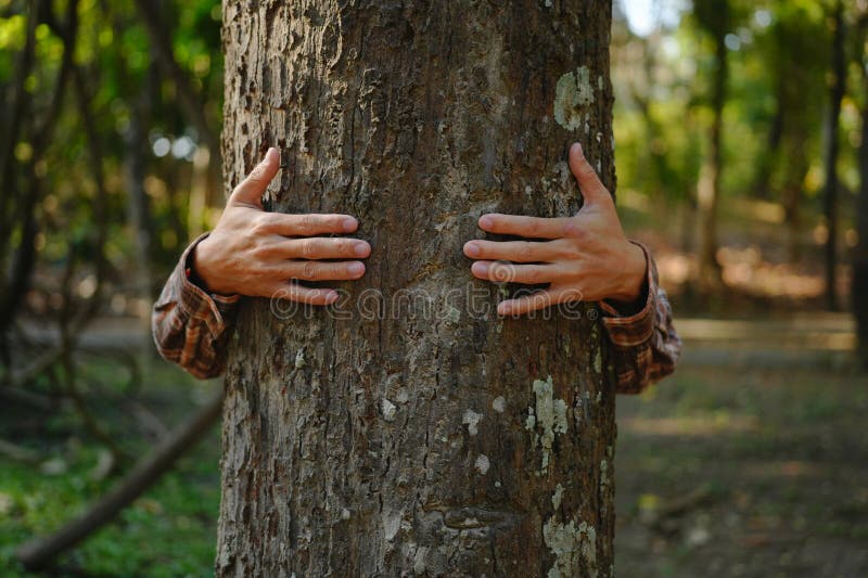 Human Hands Touching Tree Green Forest in Tropical Woods, Hug Tree or ...