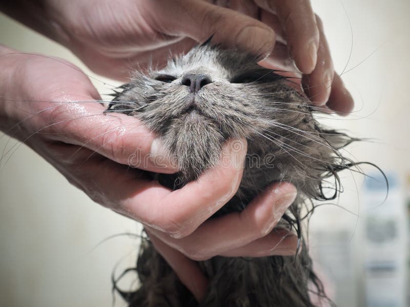 Human hands are washed cat stock image. Image of water - 202325287