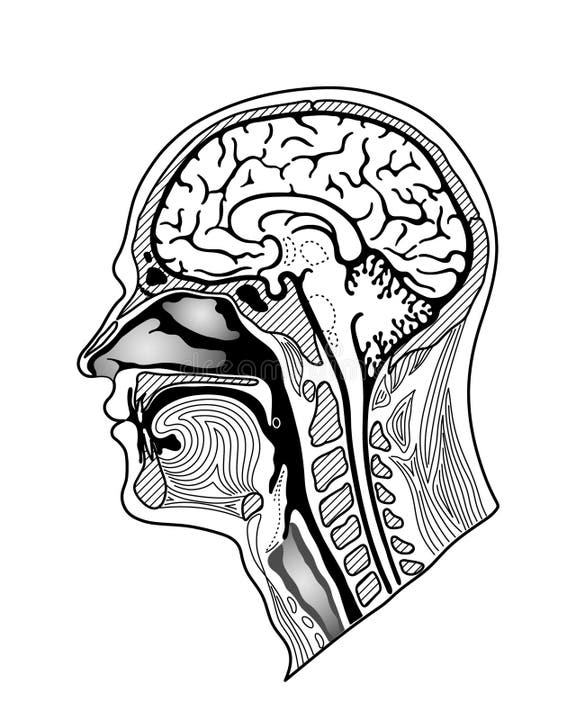 Graphic Human Head Stock Illustrations – 183,270 Graphic Human Head ...