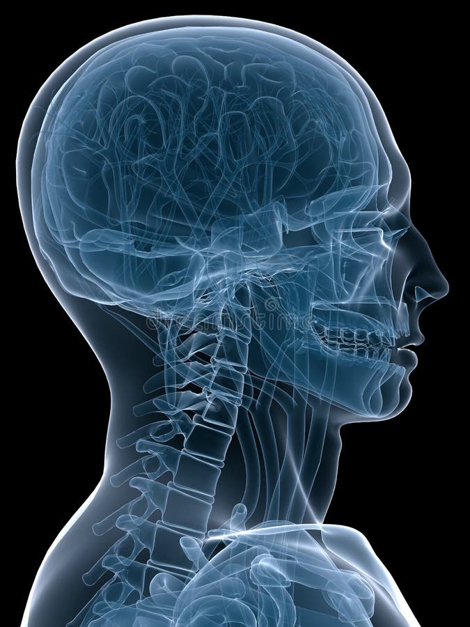 Human Anatomy Head 3d Stock Illustrations – 14,873 Human Anatomy Head ...