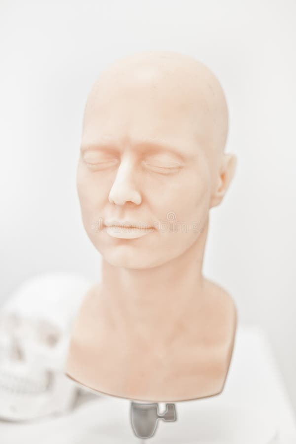 Human Head Anatomy Model. Education, Anthropology,science, Anatomy ...