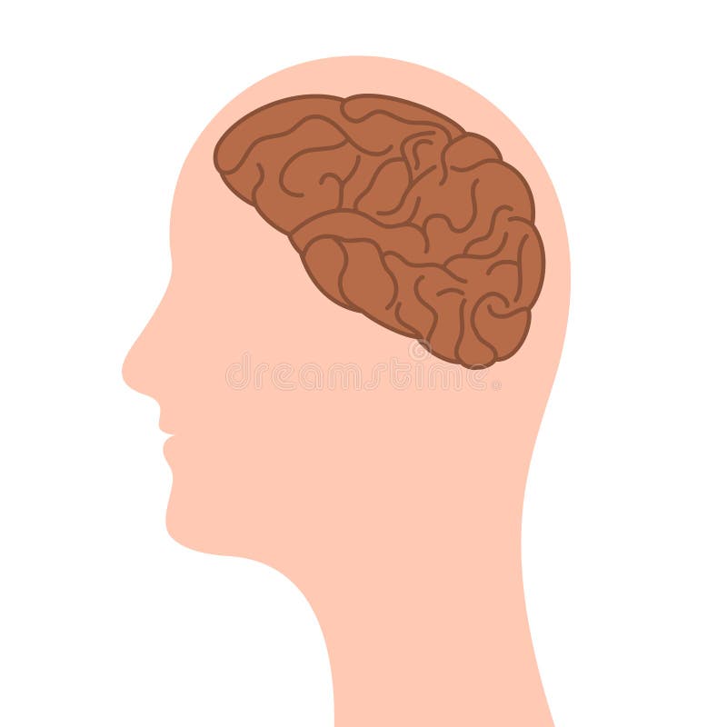 Human head with brain stock vector. Illustration of psychology - 289263310