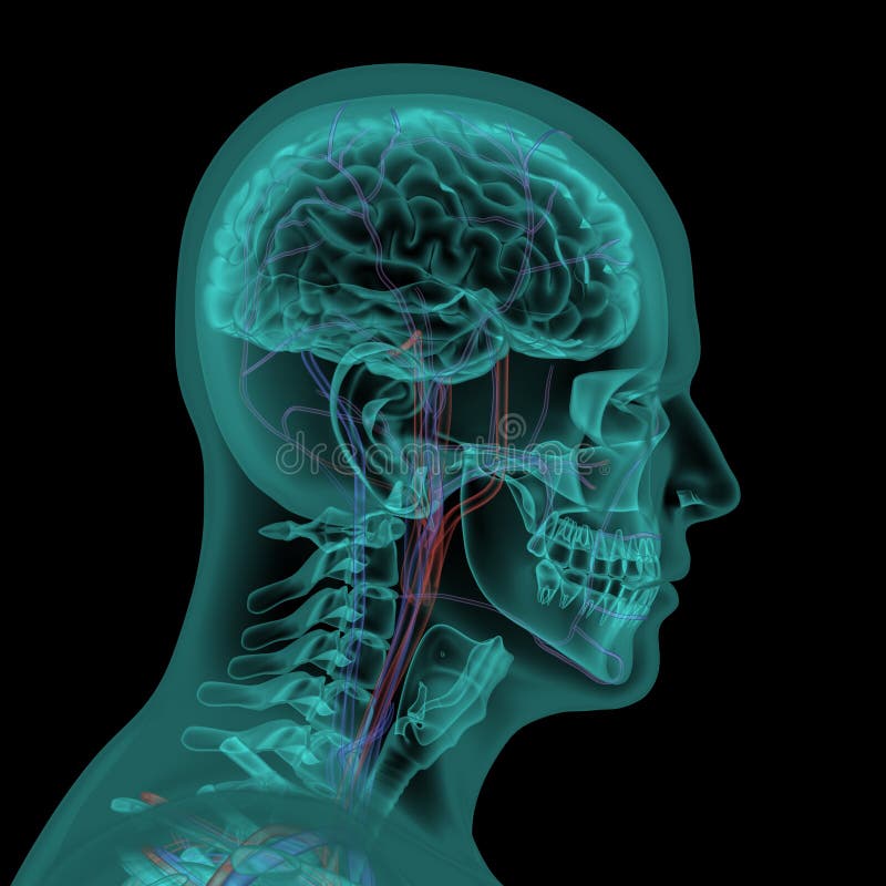 Human Head with Circulatory System Stock Illustration - Illustration of ...