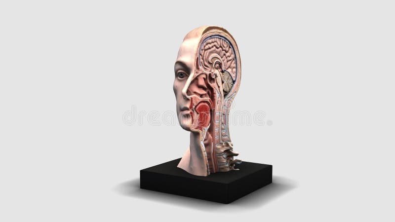 Human Head - Zoom Out Rotation Stock Video - Video of head, intestine ...