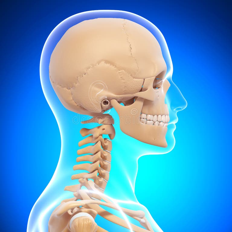 Human Skeleton Head Stock Illustrations – 16,013 Human Skeleton Head ...