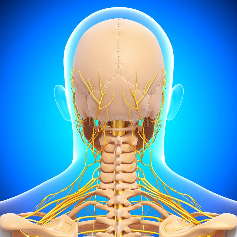 Human Head Skeleton and Nervous System Stock Illustration ...