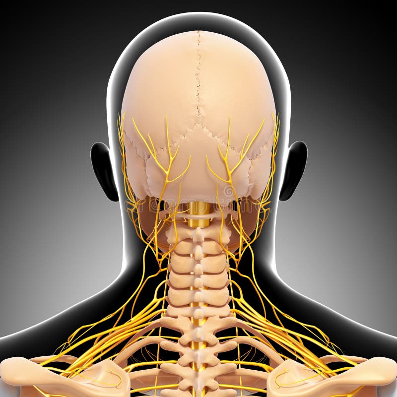 Cartoon Skeleton Head Stock Illustrations – 5,599 Cartoon Skeleton Head ...