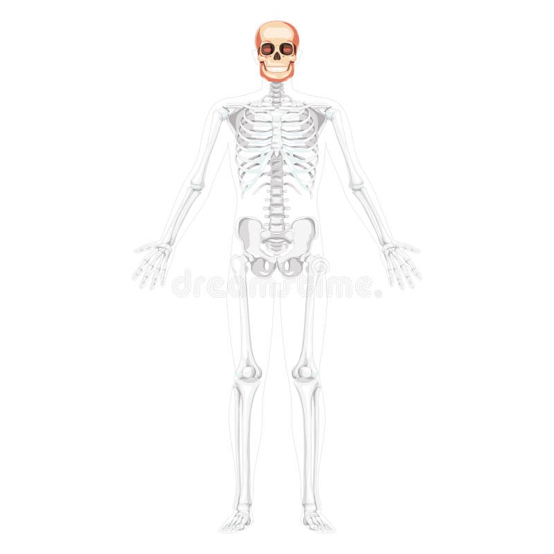 Human Head Skull Skeleton Front View with Open Hands Partly Transparent ...
