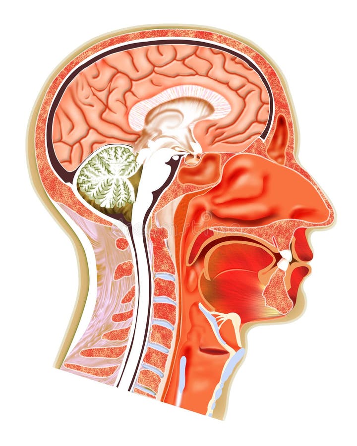 Human Head Structure Royalty Free Stock Photography - Image: 10222437