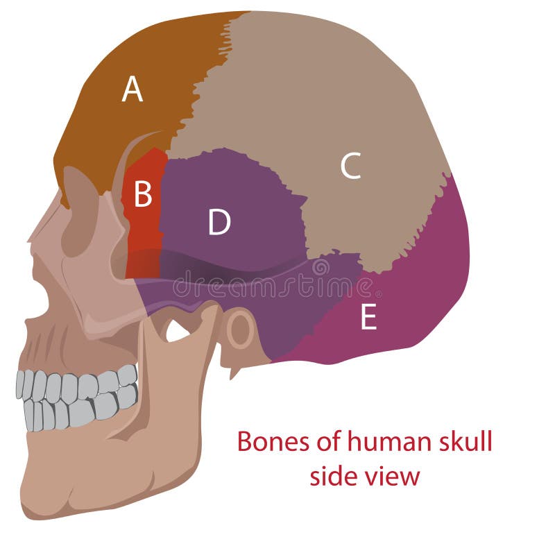 Human Head Frontal View Stock Illustrations – 570 Human Head Frontal ...