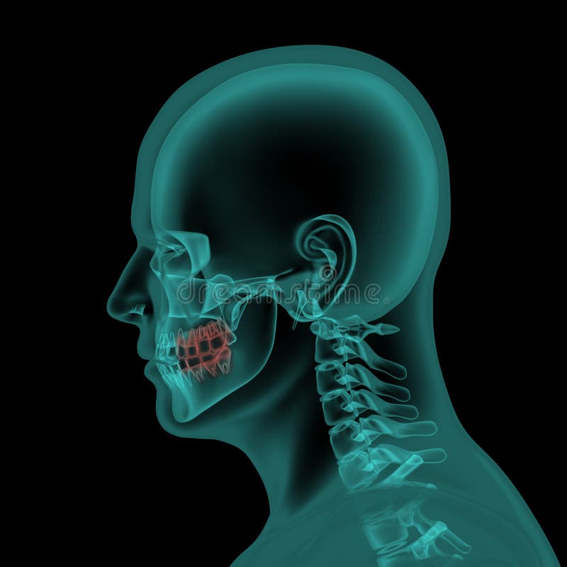 Human Head with Visible Jaws and Teeths Stock Illustration ...