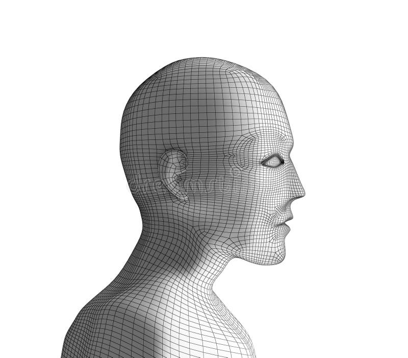 Human Head. Wireframe Model on White Stock Illustration - Illustration ...