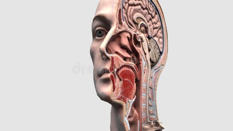 Human head - rotation stock video. Video of neck, medicine - 191719837