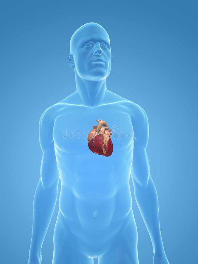 Anatomy of Side View of the Human Heart Stock Illustration ...