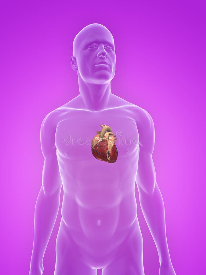 Human heart stock illustration. Illustration of human - 10245474